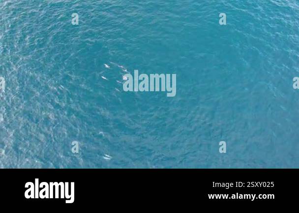 Aerial view of a flock of dolphins from a drone. The player swims in ...