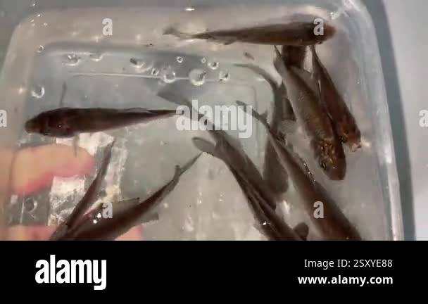 Small fish for fishing swim in container Stock Video Footage - Alamy