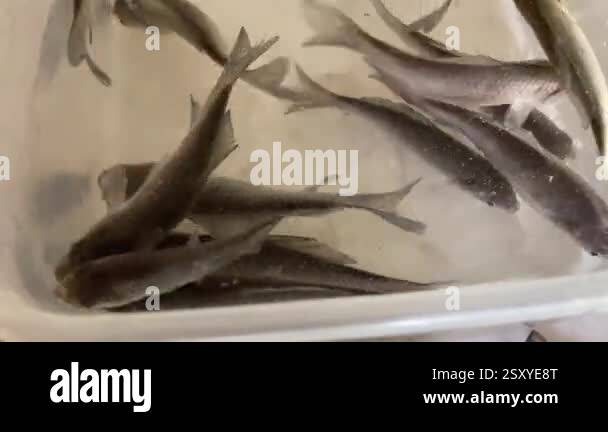 Small fish for fishing swim in container Stock Video Footage - Alamy
