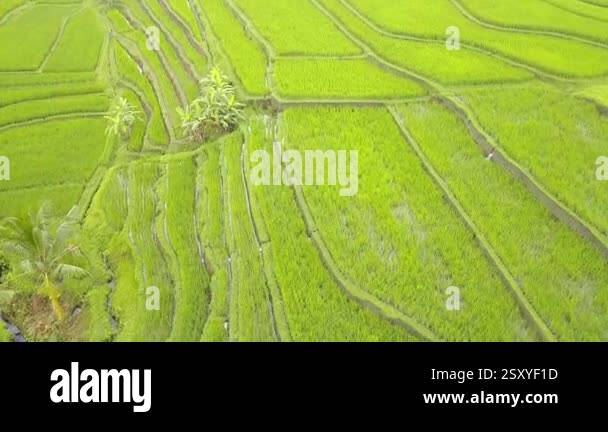 Indonesia. Bali Island. Flight over rice terraces and typical buildings ...