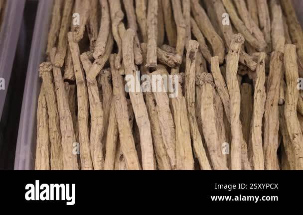 Dried Codonopsis Radix roots, also known as dudnik kolokolchatyi or dan ...