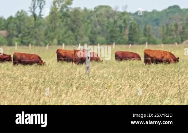 Free range cows in the farm field, grazing on grass and pasture ...