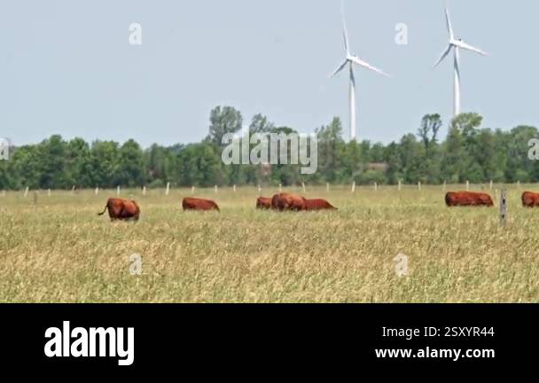 Free range cows in the farm field, grazing on grass and pasture ...