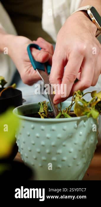 Woman using scissors to cut dried leaves from struggling plant in ...