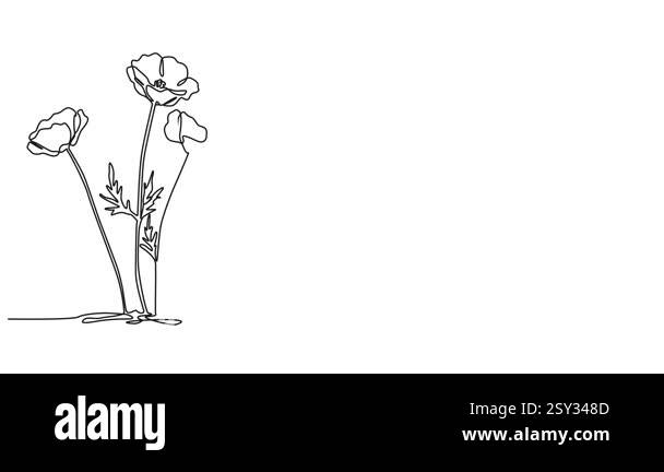 animated continuous single line drawing of poppy flowers, wildflower ...