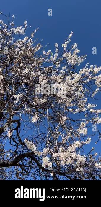Early spring concept Almond trees in blossom with blue sky background ...