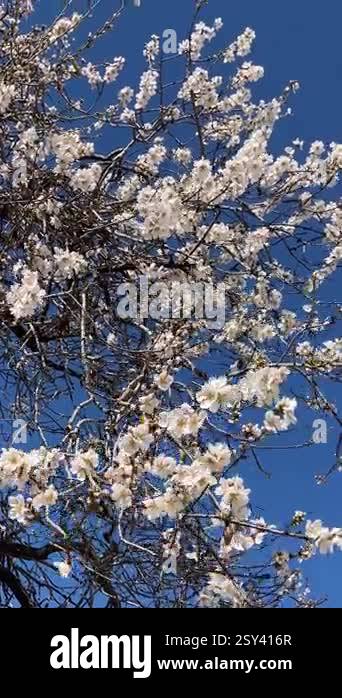 Almond trees in blossom swaying in the spring breeze. Spring concept ...