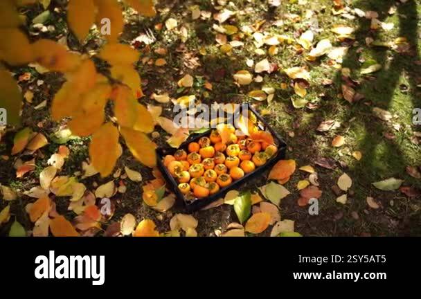 Box with freshly picked persimmons stands on the ground in a garden ...