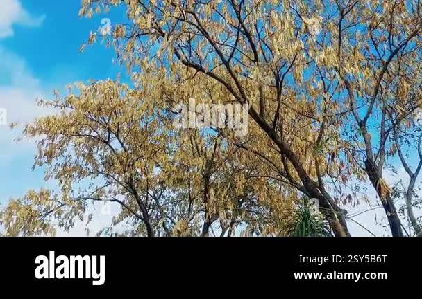 Albizia Lebbeck or Siris tree with dry seed pods hanging on the ...