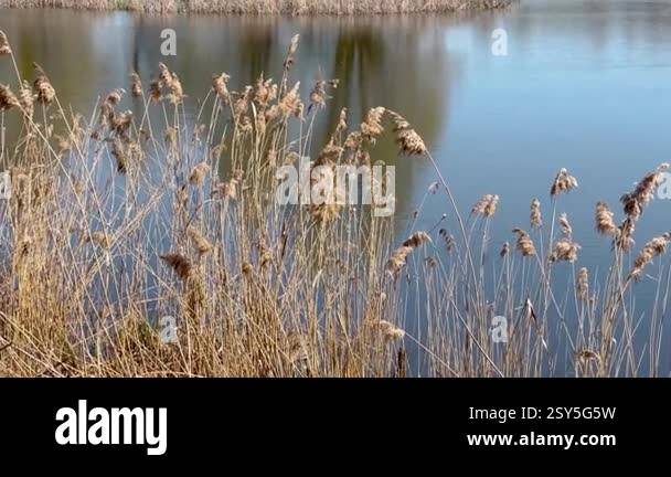 Sunlit reeds sway gently by the edge of a calm lake, their golden hues ...