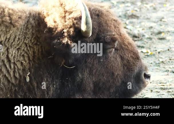 Head in profile of a ruminant. Nose and mouth. Bison chewing. Bison ...