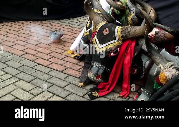 Incense is burned near the head of a bull in preparation for a bull ...