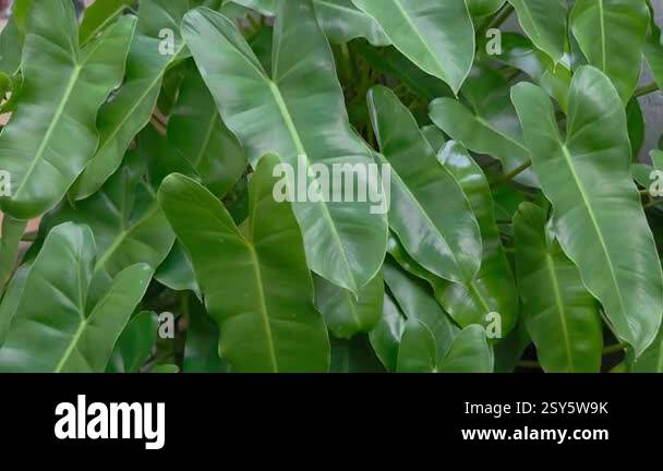 Green Shiny philodendron Burle Marx with curly green leaves houseplant ...