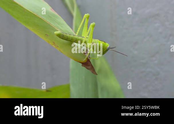 Grasshopper perching on green ginger leaves Stock Video Footage - Alamy