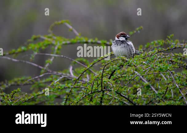 Wildlife - birds. The Spanish sparrow (Passer hispaniolensis) bird ...