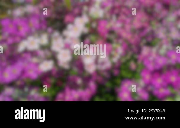 blurred Purple colour of Fairy Primrose blowing by the wind or Primula ...