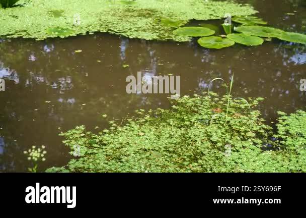 A pond with green plants and murky water Stock Video Footage - Alamy