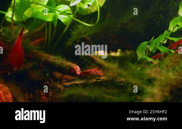 Nuphar lutea, Potamogeton perfoliatus planted biotope aquarium of ...