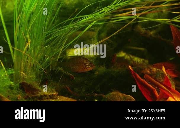 Lepomis gibbosus predator fish in ambush, juvenile pumpkinseed, pond ...