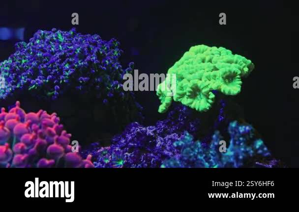 Caulastraea curvata head polyp frag, Euphyllia divisa tentacle in ...