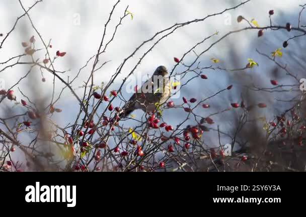 Fieldfare (Turdus pilaris) bird eating berries on a wild rose bush ...
