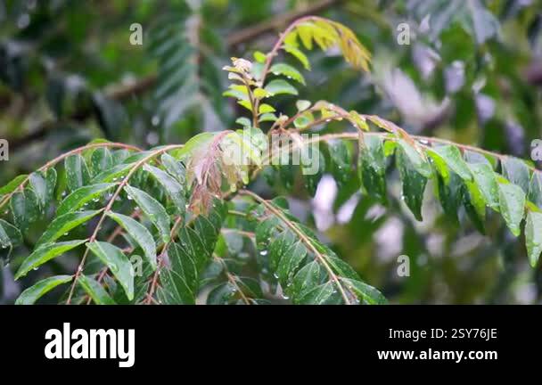 Curry tree (Bergera koenigii, Murraya koenigii, sweet neem, curry ...
