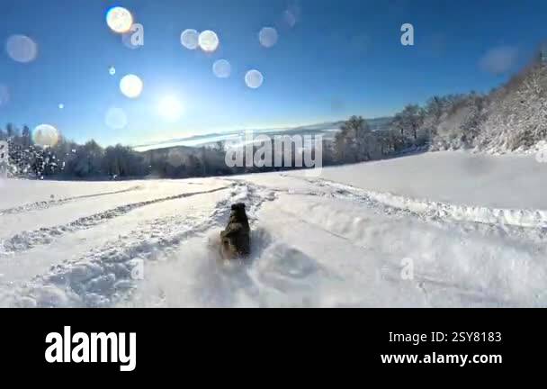 SLOW MOTION, LOW ANGLE, LENS FLARE: Cute frisky dog runs and plays in ...