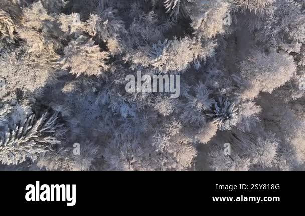 AERIAL, TOP DOWN: Flying above dense evergreen canopies covered in the ...