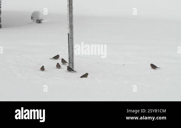 CLOSE UP: Adorable finch birds gather under a birdhouse on the snowy ...