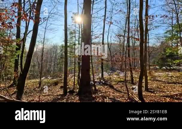LENS FLARE: Bright October morning sun shines through the forest ...