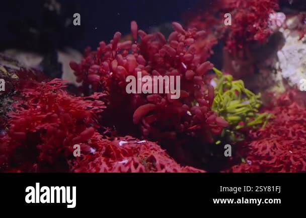 Detailed close-up of vibrant red and green seaweeds in an underwater ...