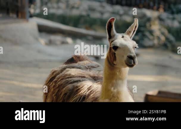 A llama stands in its enclosure at the zoo. It looks around curiously ...
