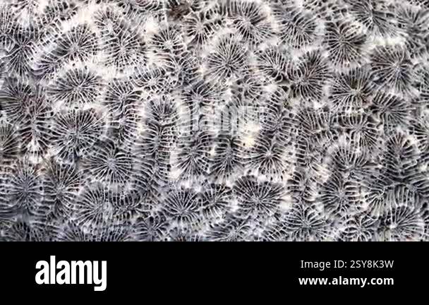 Pakarang Cape tropical paradise beach sea and shore landscape with dead ...