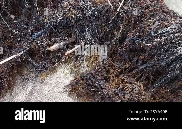 A pile of seaweed mixed with various types of marine debris, including ...