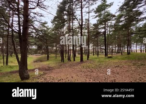 Imagine a tranquil forest with tall pine trees and lush greenery ...
