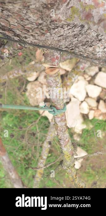 Professional tree surgeon securing a rope to a branch before cutting it ...