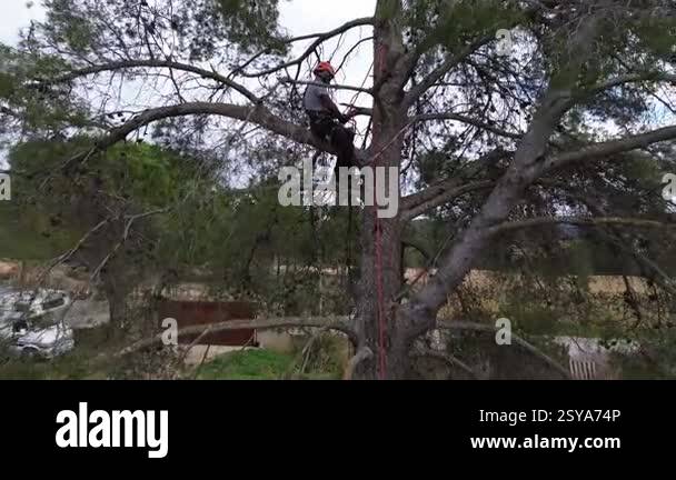 Professional tree climber pruning a big pine using rope access ...