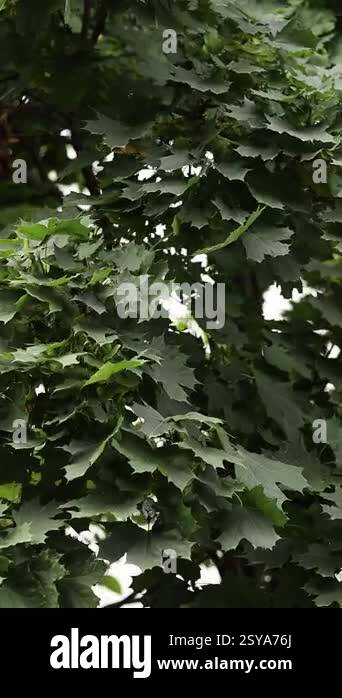 Vertical video, green spring leaves swaying in the wind.Leaves of ...