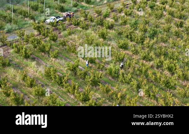 Aerial view of a lush agricultural field featuring orderly rows of ...