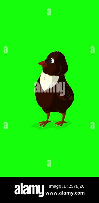 Black chicken. Handmade 2D animated HD footage isolated on green screen ...