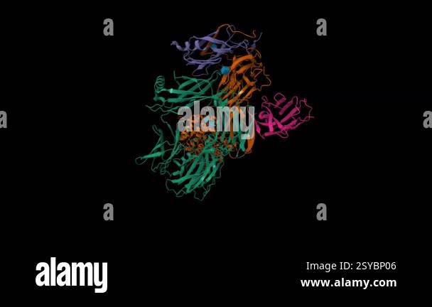 Cryo-EM structure of complement C4b in complex with nanobody B5 ...