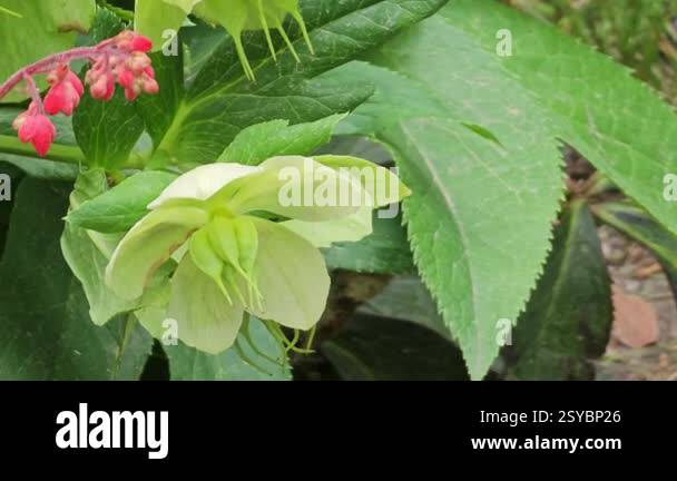 Helleborus viridis or green hellebore, flowering plant of Ranunculaceae ...