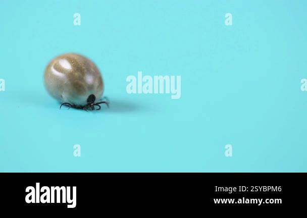 tick on a blue background.crawling mite. parasite extracted from an ...