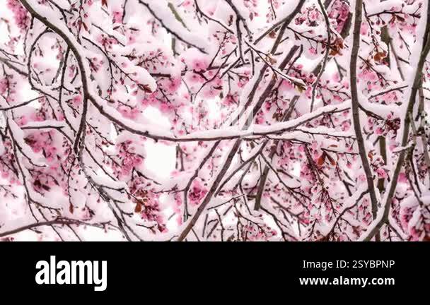 Flowering of the ornamental plum Nigra in the snow. Slow motion. Pink ...
