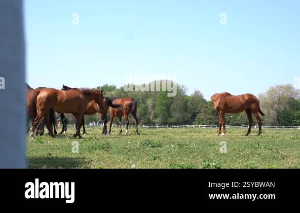 A tranquil scene of horses leisurely walking across lush, open fields ...