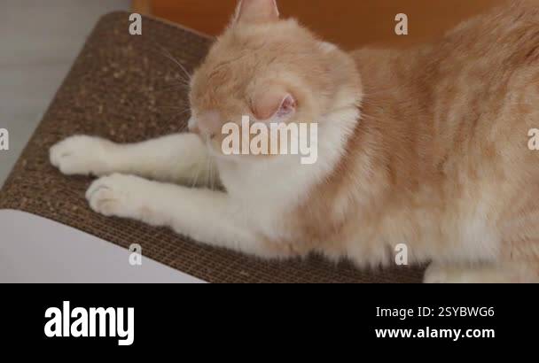 Cream persian feline stretching comfortably on wooden scratching post ...