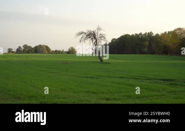A solitary apple tree with sparse, weakened foliage stands in a vast ...