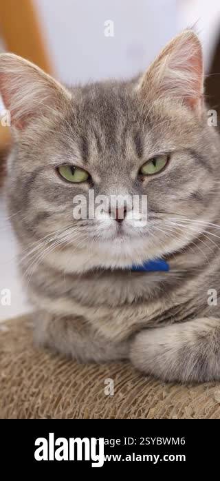 Tabby grey cat blue Stock Videos & Footage - HD and 4K Video Clips - Alamy