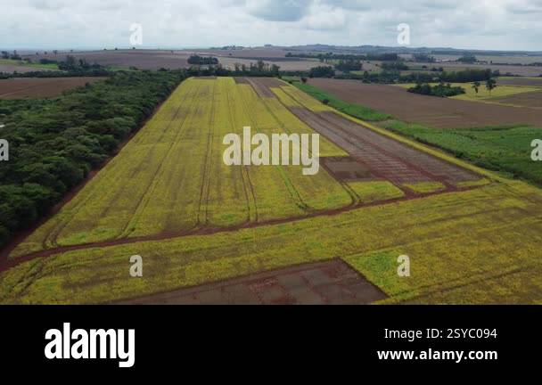 Small Soy field in a rural area of Southern Brazil. The soy is yellow ...