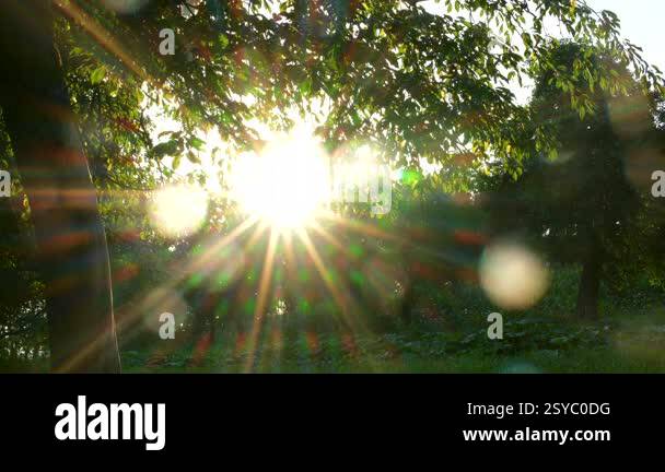 shining sun through tree. sunbeams shining through green leaves. rays ...